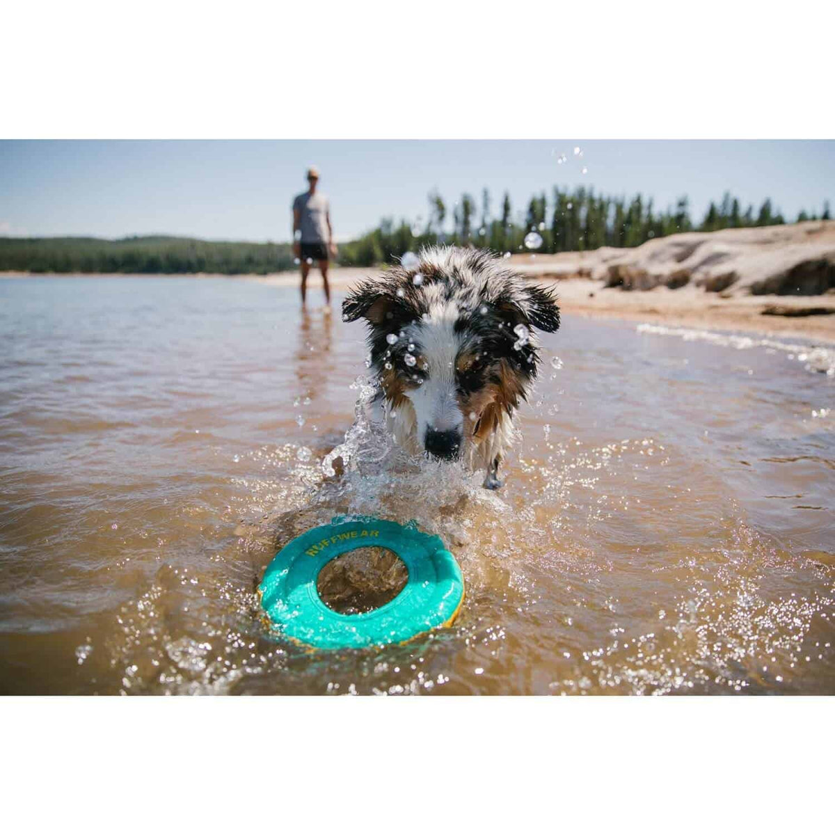 Hot Paws and Cool Tips: Keeping Pets Safe in Summer Heat | Dog.Dog.Cat.