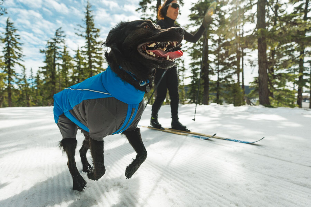 How to Keep Your Dog Warm and Safe in Winter: Tips for Cold Weather ...