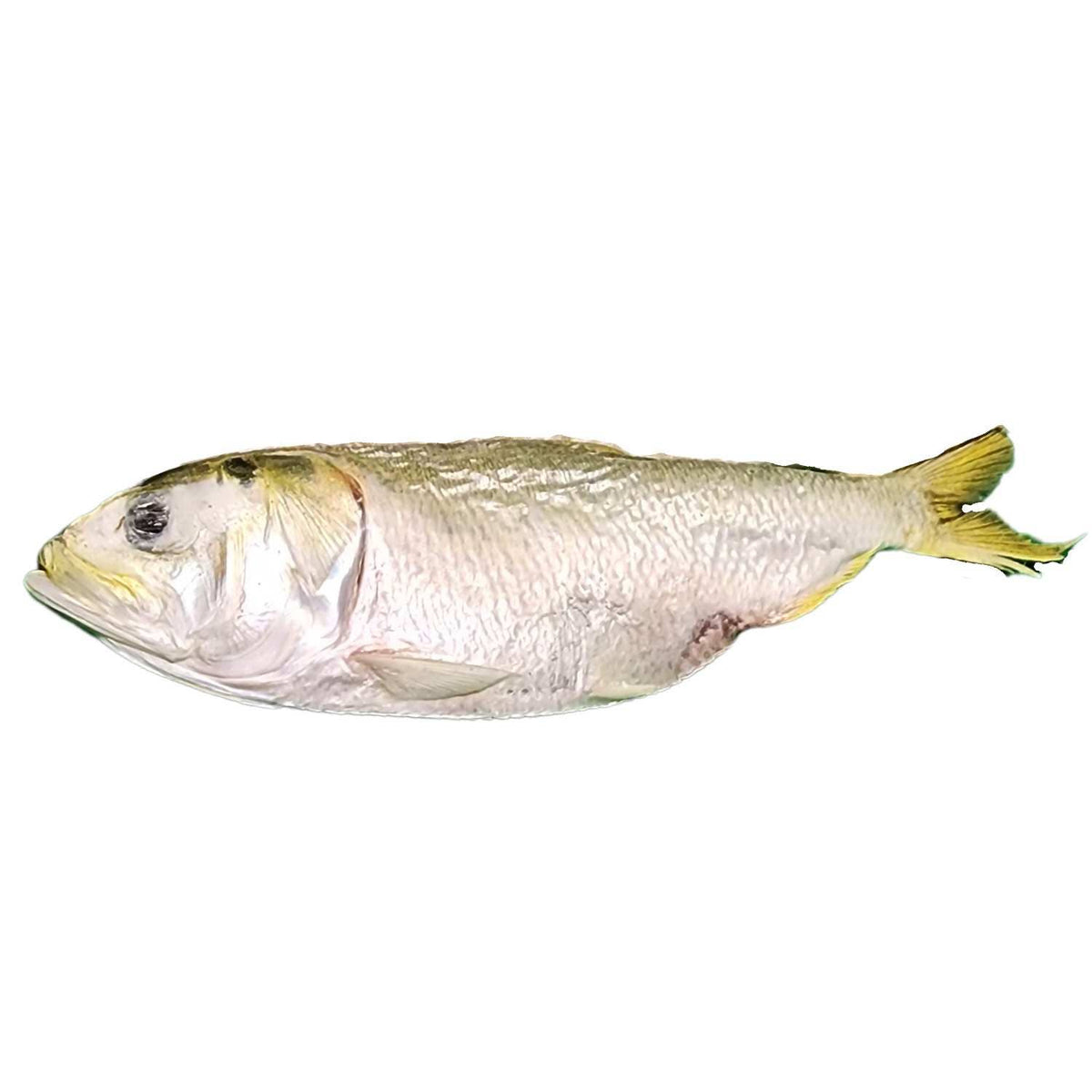 Freeze Dried Menhaden Small 1 LB Bulk | Dog.Dog.Cat.